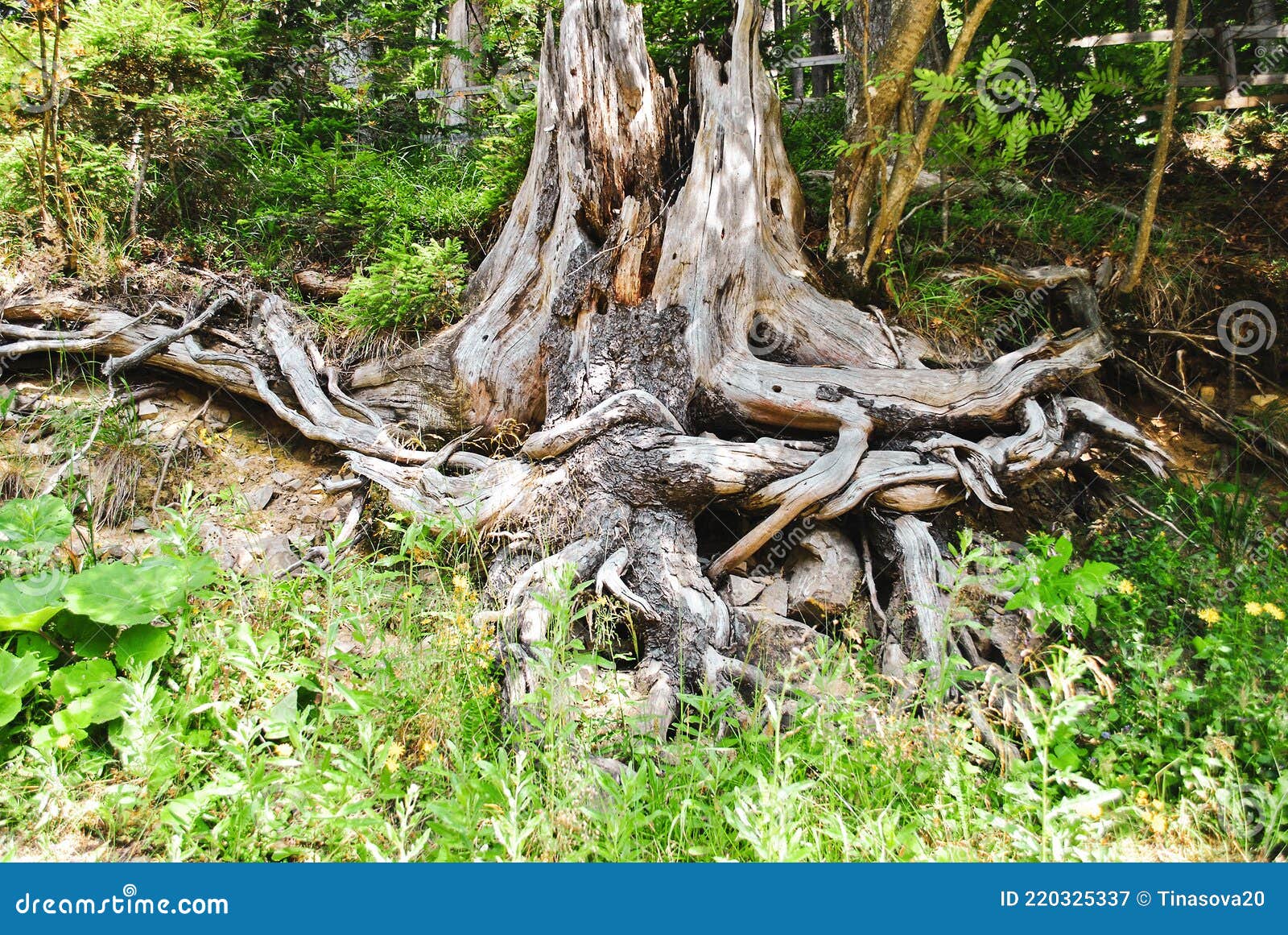 Old Funny Stump with Tangled Roots Stock Image - Image of horror, dead ...