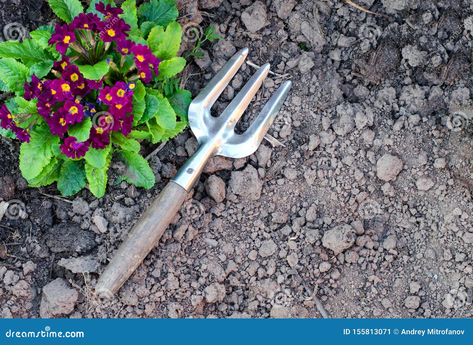 Old Garden Fork on the Ground. Flower Violet Stock Image - Image of ...
