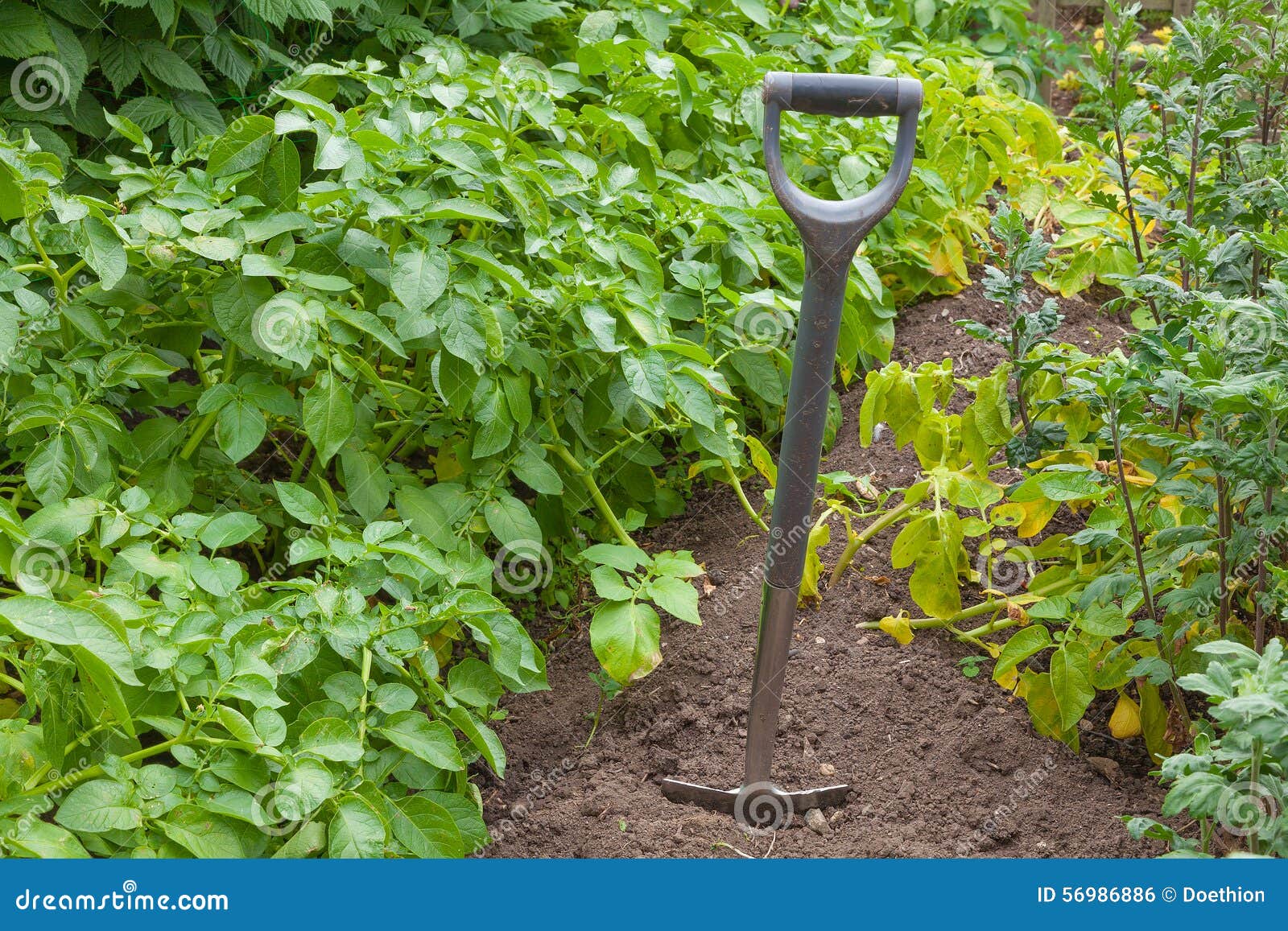 Old Garden Spade Digging Potatoes Stock Photo - Image of ground ...