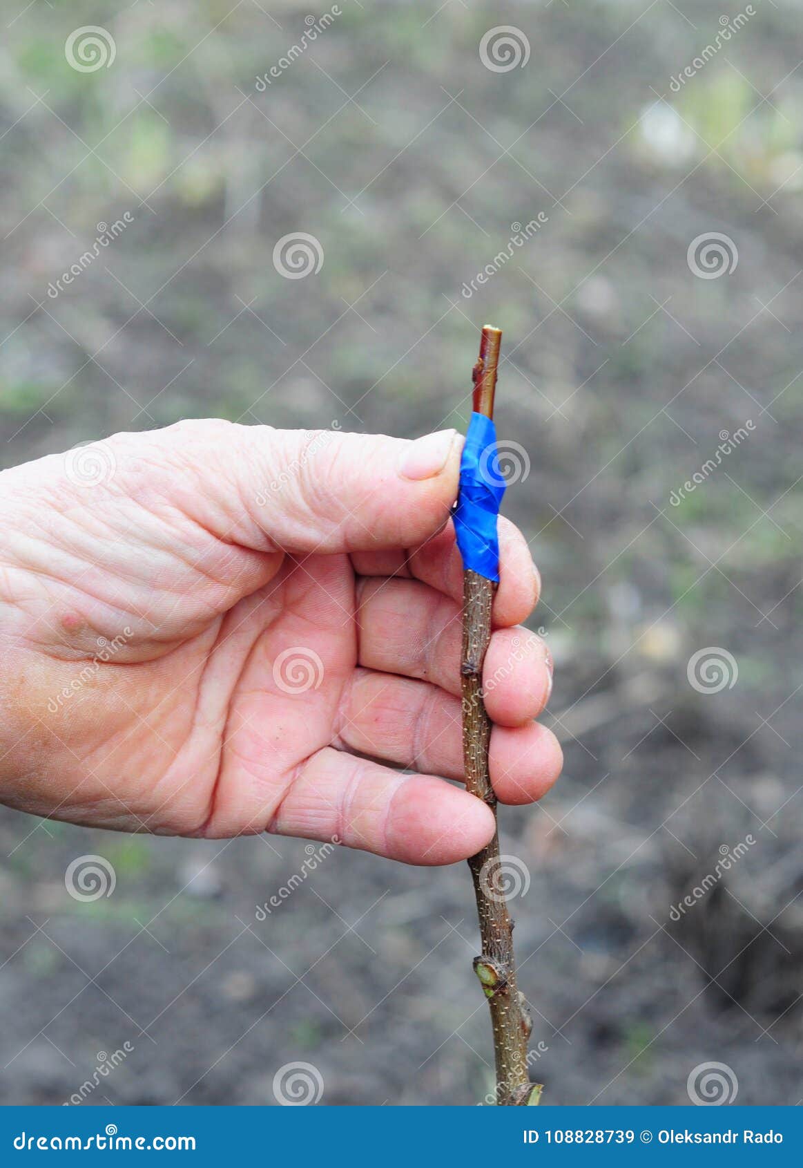Gardener Grafting And Budding Fruit Tree. Step-by-step Picture Tutorial ...