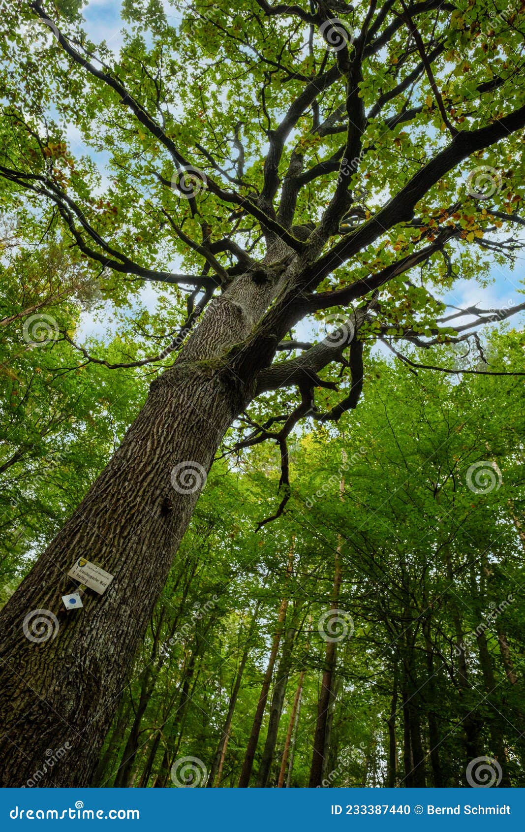 Old German Oak Tree in a Forest Stock Photo - Image of beautiful ...