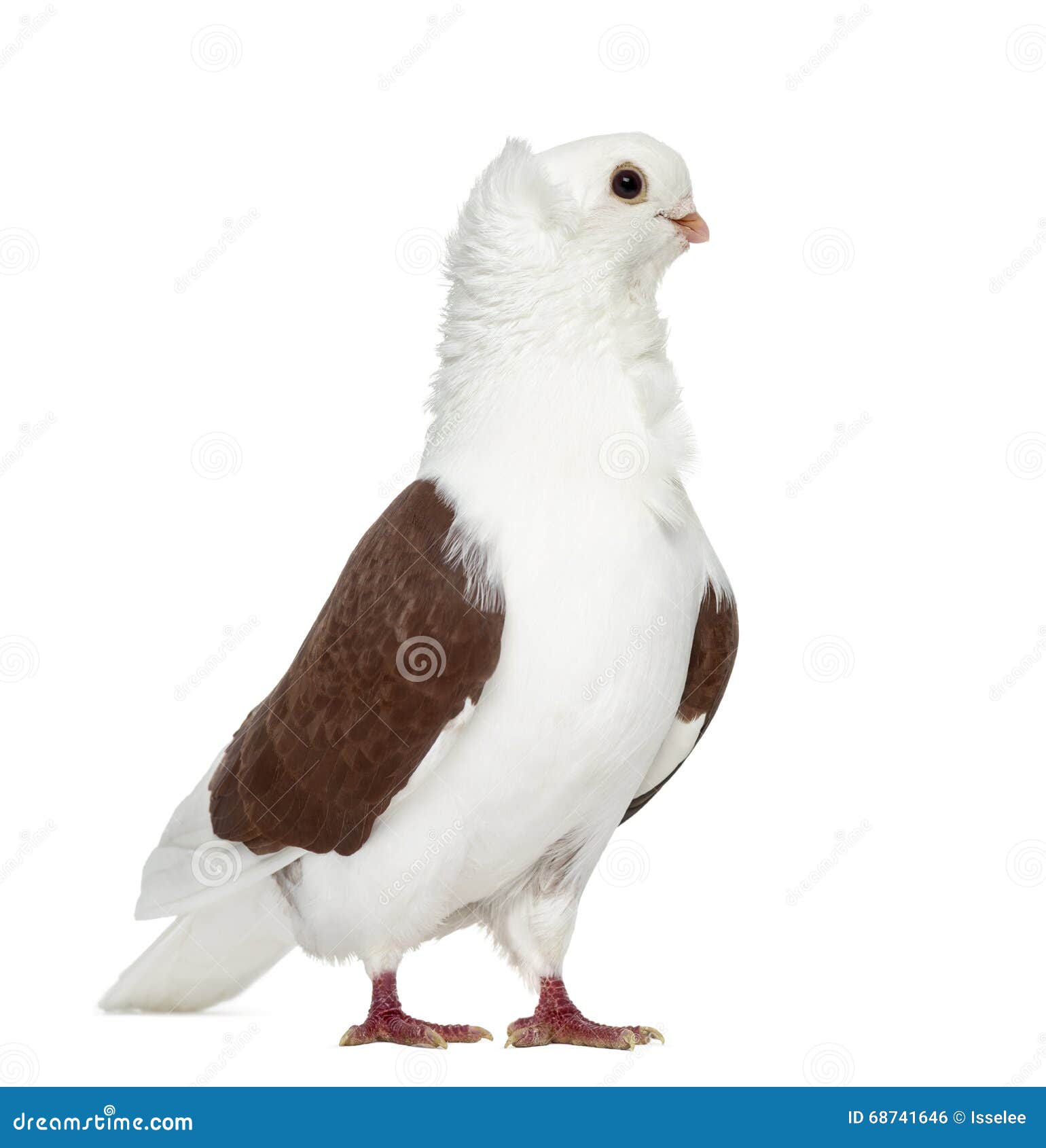 Old German Owl Pigeon Isolated on White Stock Photo - Image of white ...