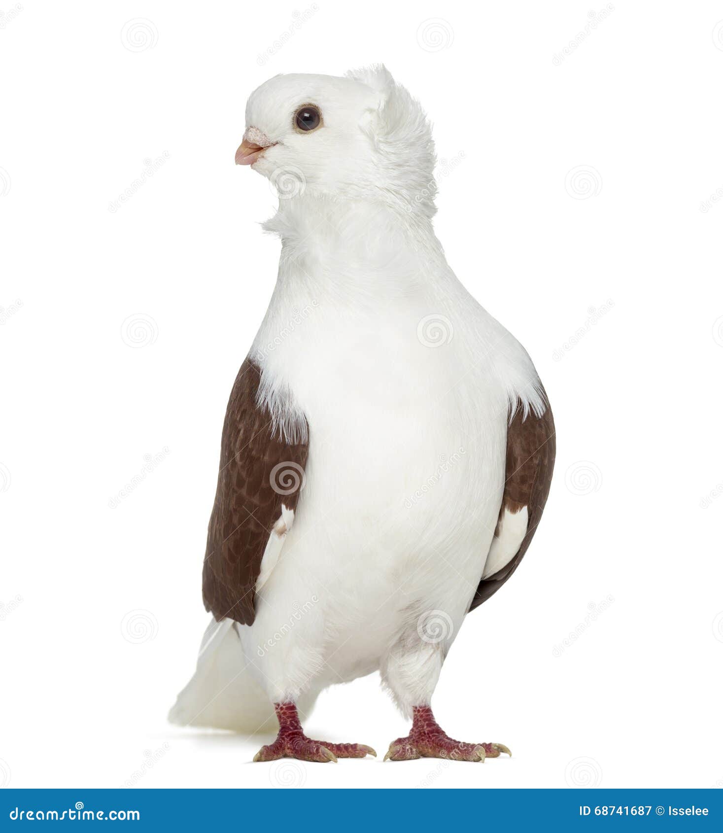 Old German Owl Pigeon Isolated on White Stock Image - Image of pigeon ...