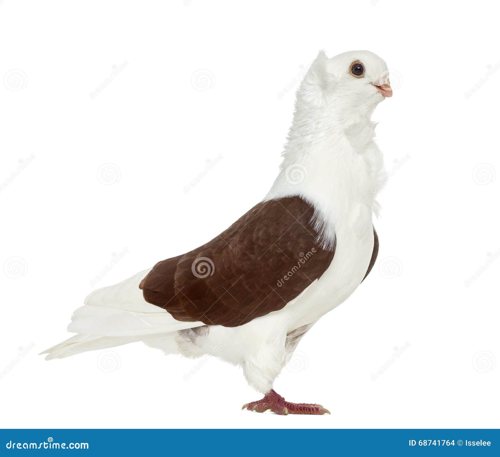 Old German Owl Pigeon Isolated on White Stock Photo - Image of goura ...