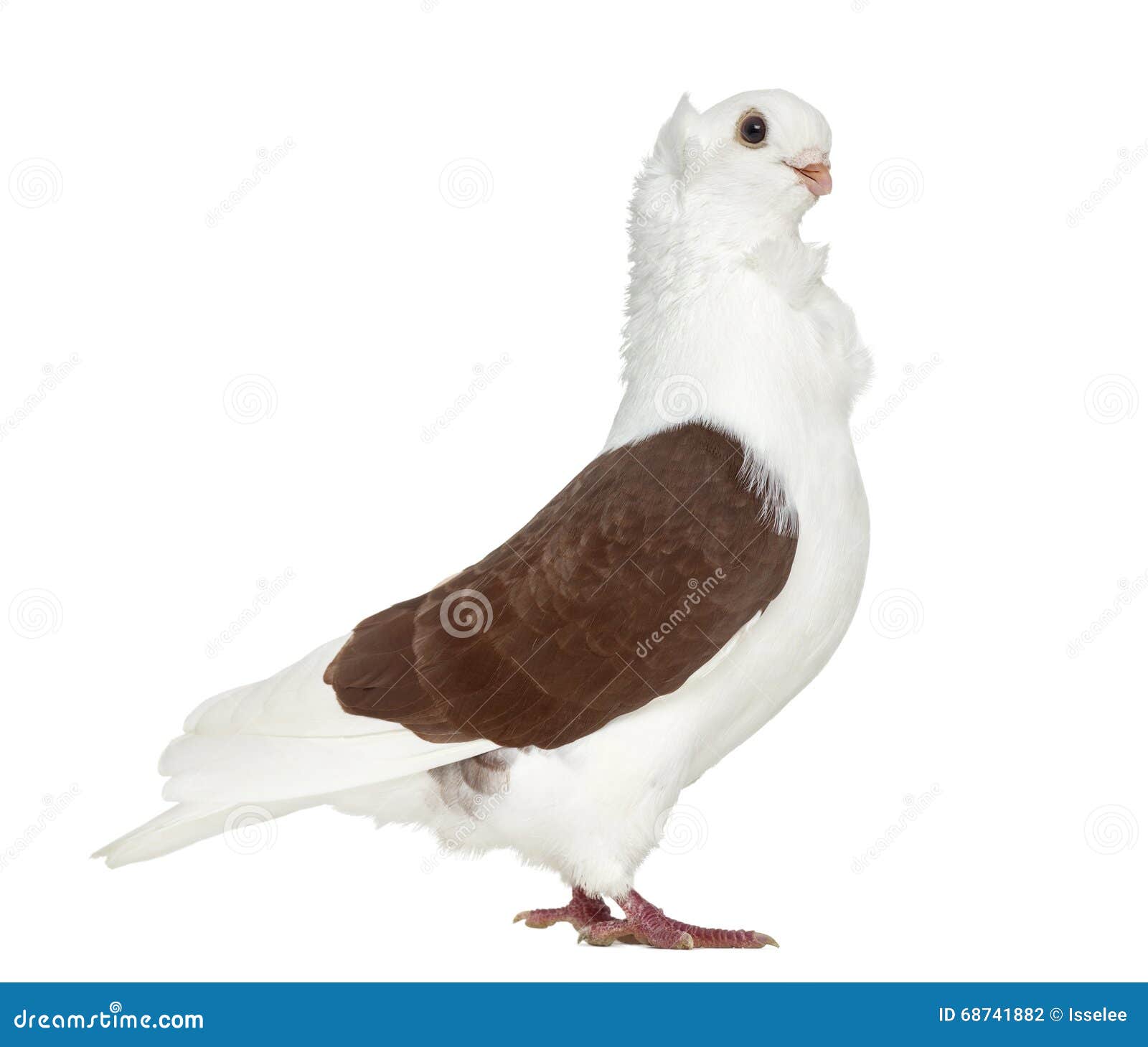 Italian Owl Pigeon