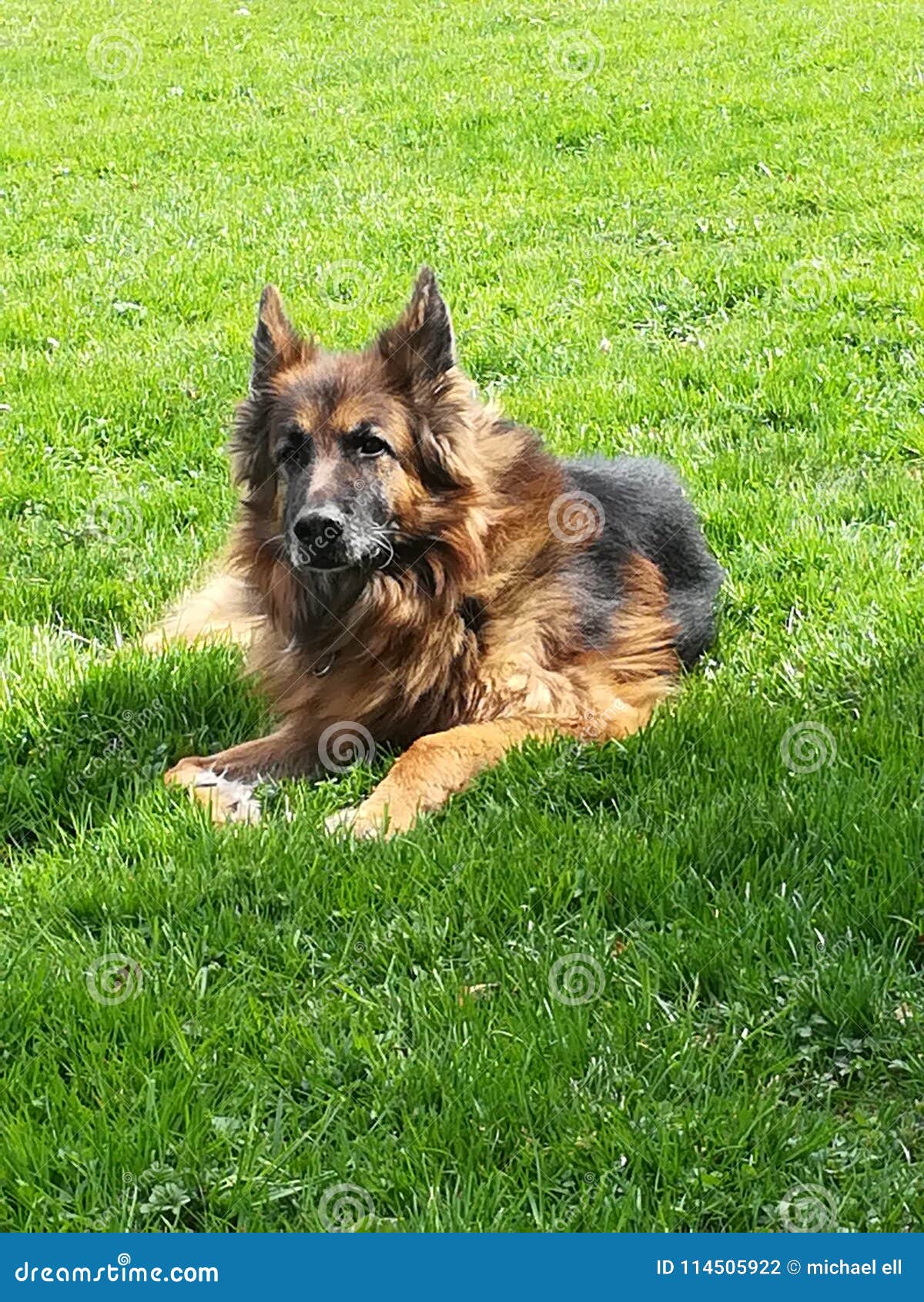 Old german Sheppard stock photo. Image of sheppard, german - 114505922