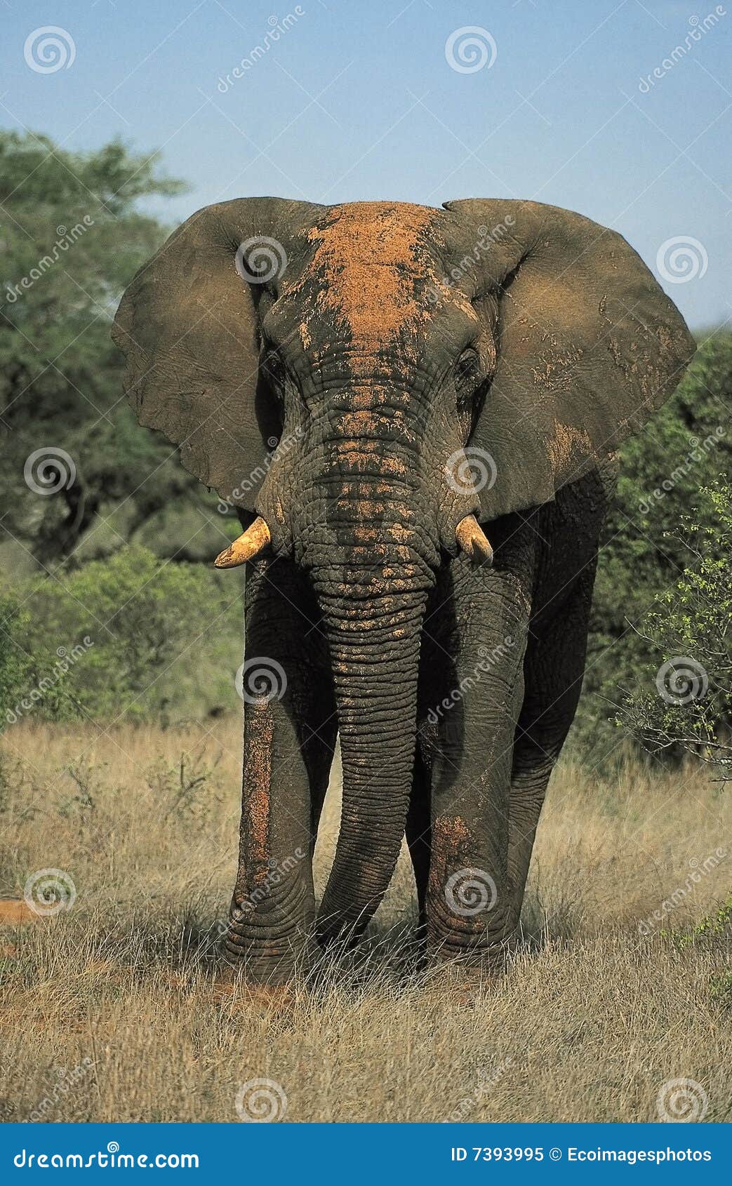 Old Giant of Africa stock image. Image of safari, wildlife - 7393995