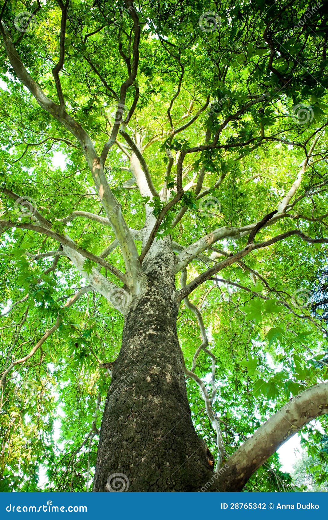Old giant green tree stock photo. Image of rain, branch - 28765342
