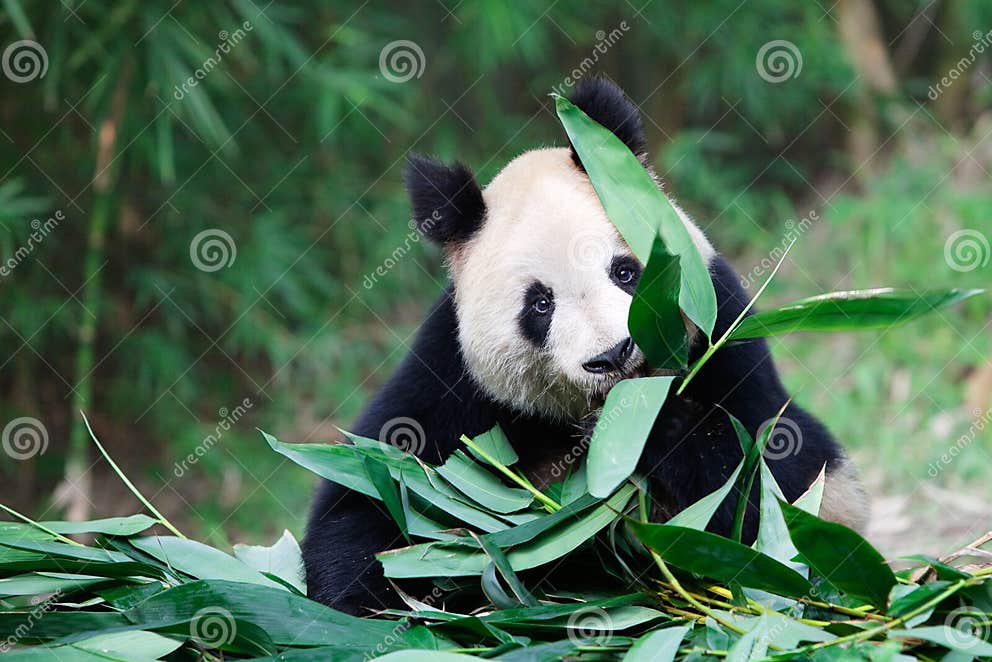 Old giant panda stock photo. Image of wolong, cute, eating - 13352518