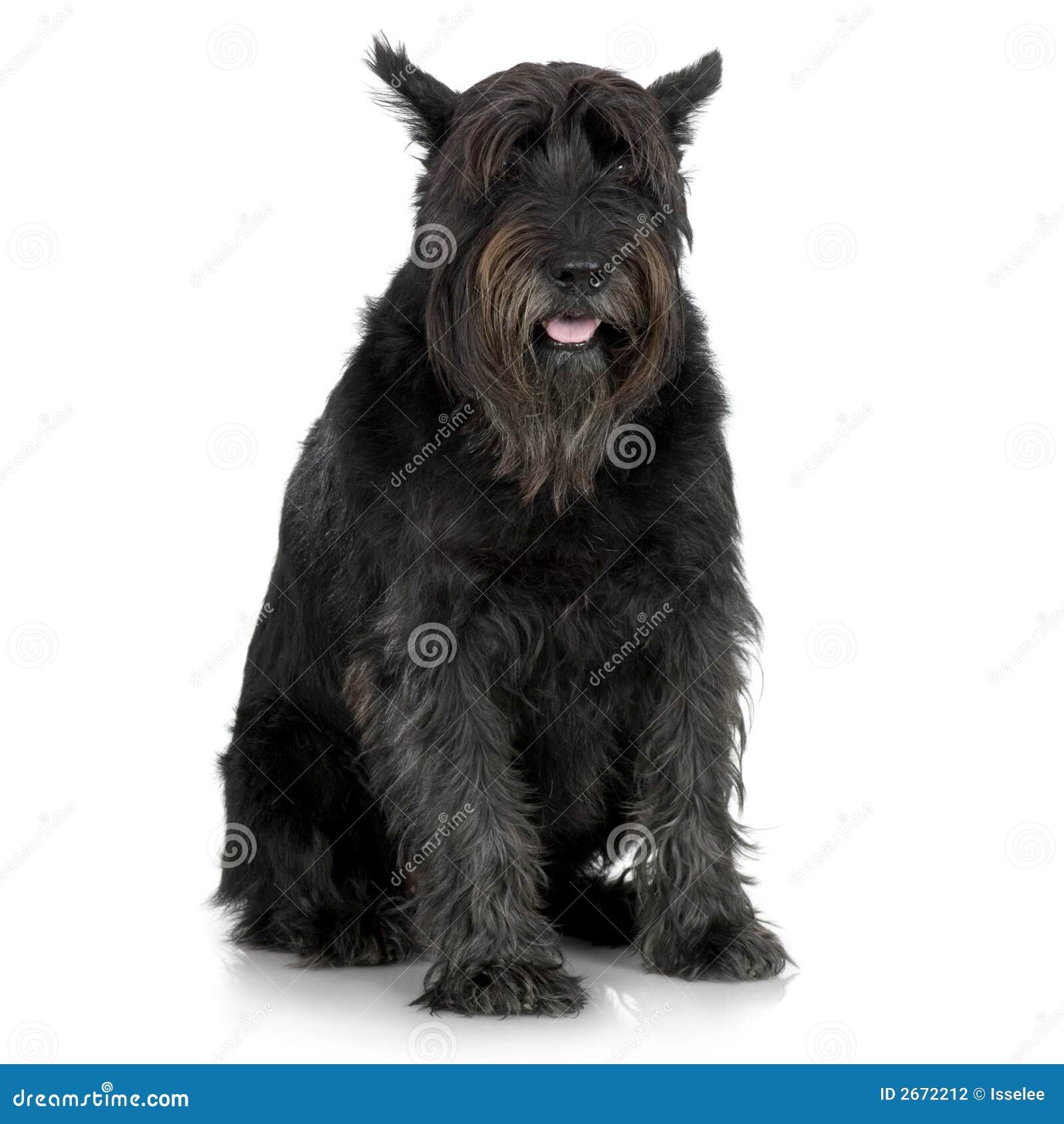 Giant Schnauzer Dog Gets Praise From Master Who Puts Hand On Head And ...