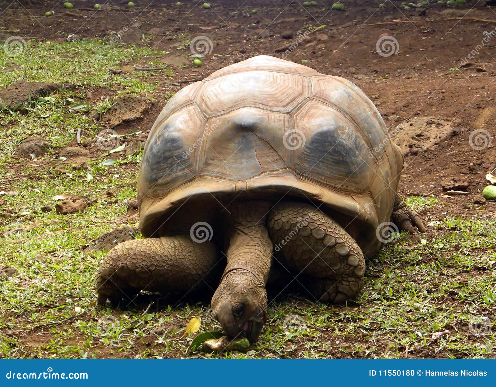 Old giant tortoise stock photo. Image of wrinkles, reptile - 11550180