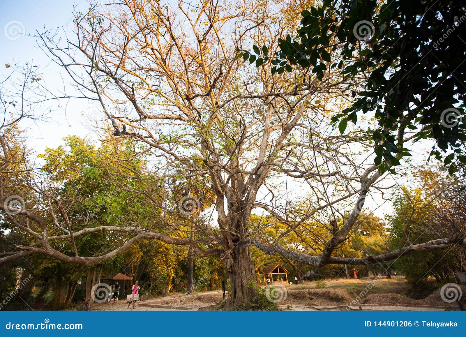 Old giant tree editorial photo. Image of cliff, forest - 144901206