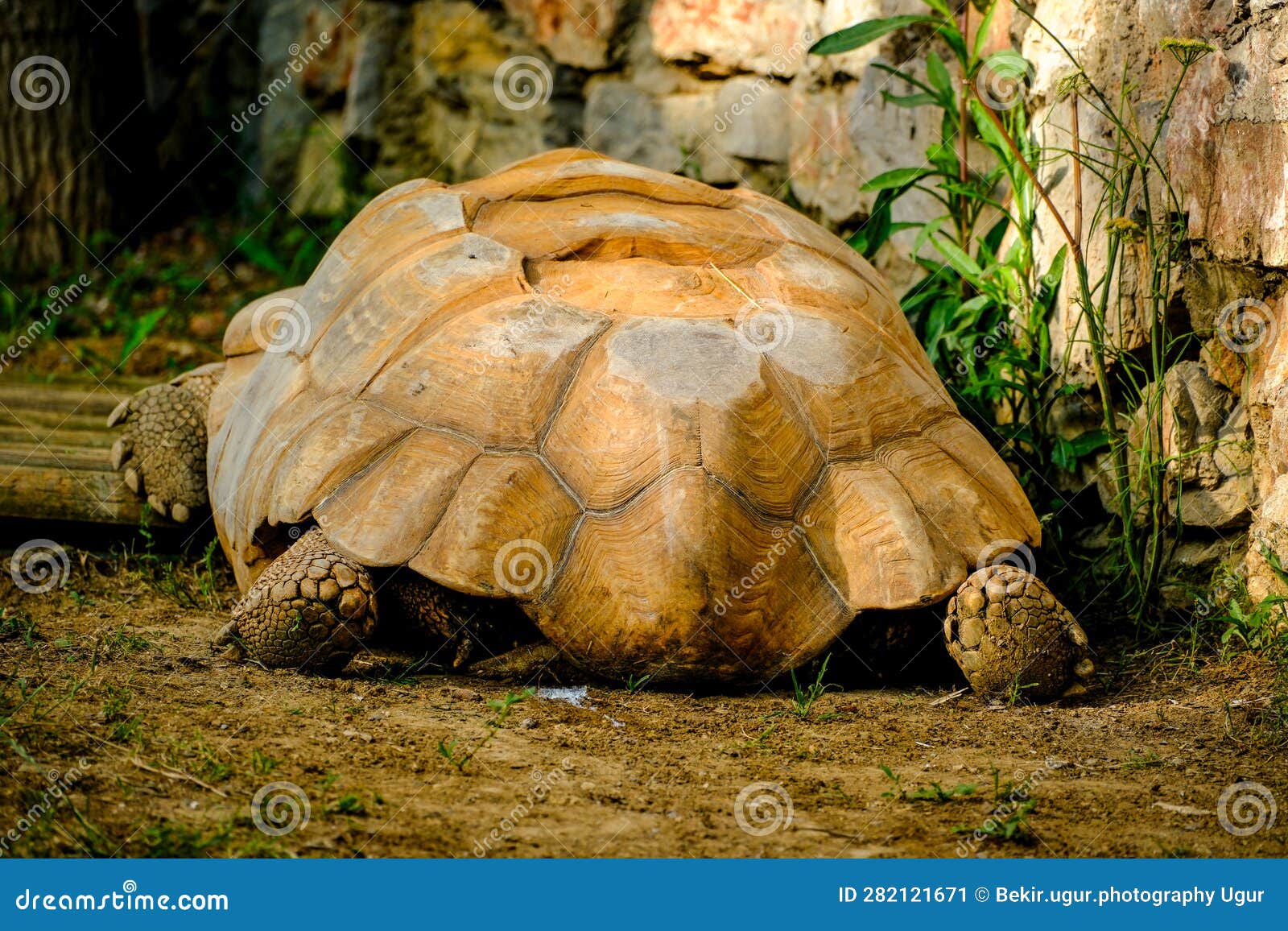 Giant turtle stock image. Image of previous, travel - 282121671