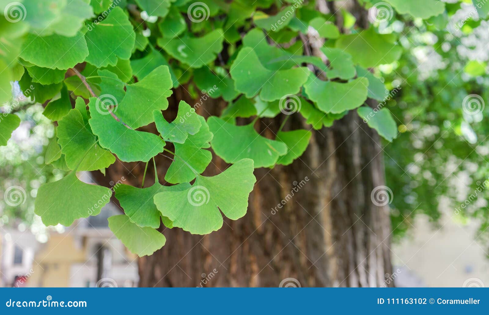 Old ginkgo tree stock photo. Image of ginkgo, town, italy - 111163102