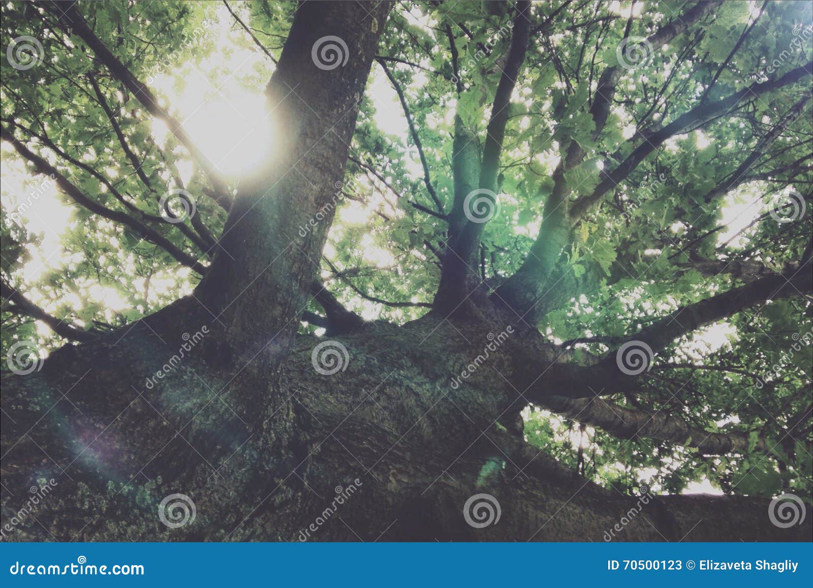 Old gloomy tree stock image. Image of eerie, gloomy, horror - 70500123