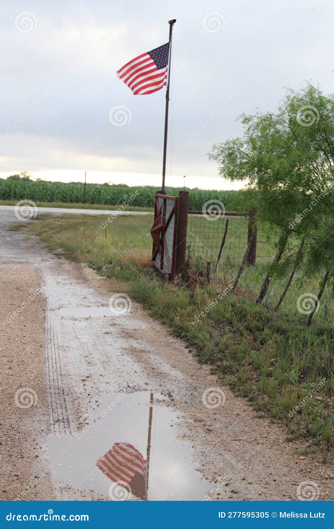 Old Glory after the rain stock image. Image of flag - 277595305