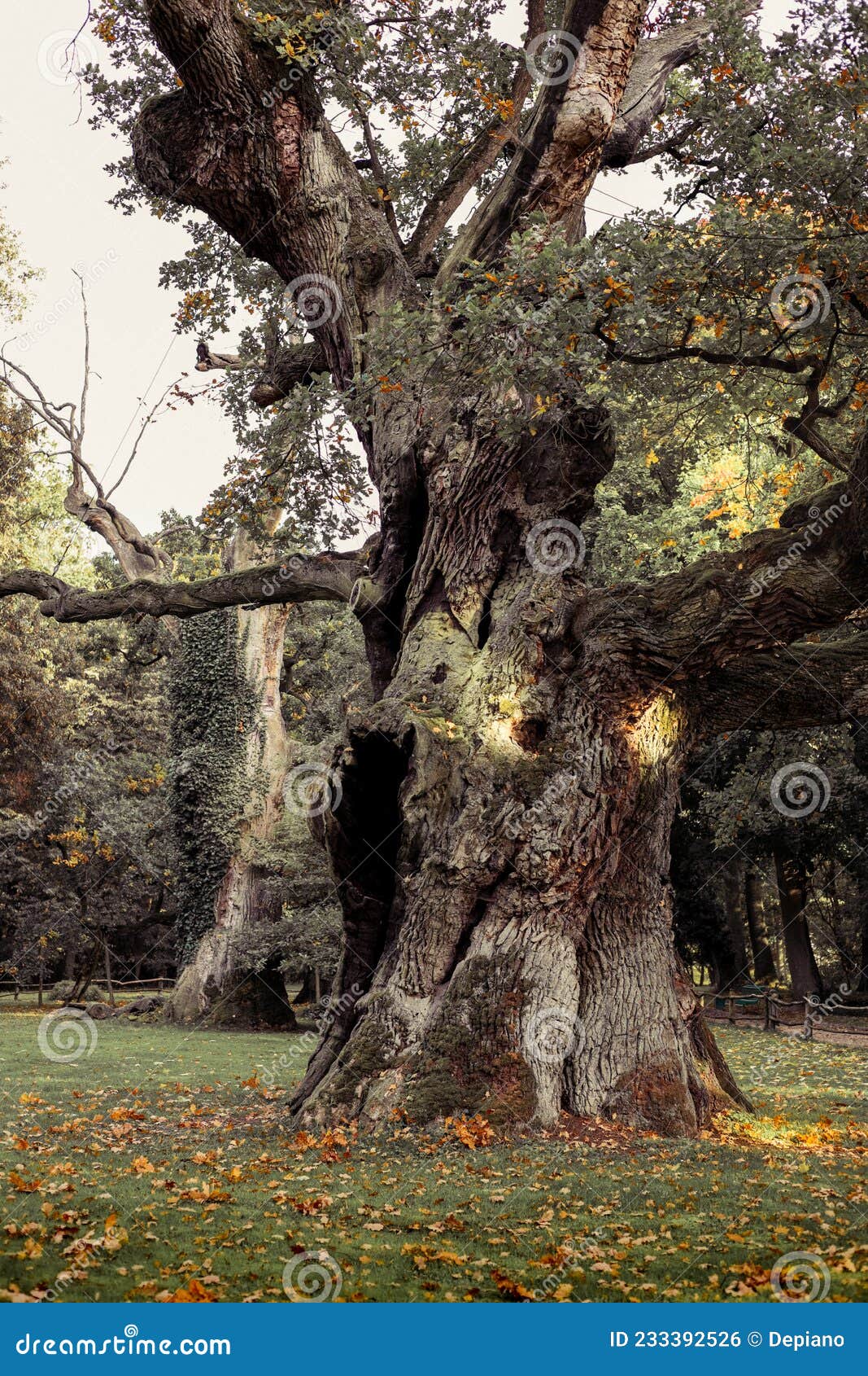 Old Gnarled Oak Tree, Autumn Branches, Natural Background Stock Photo ...