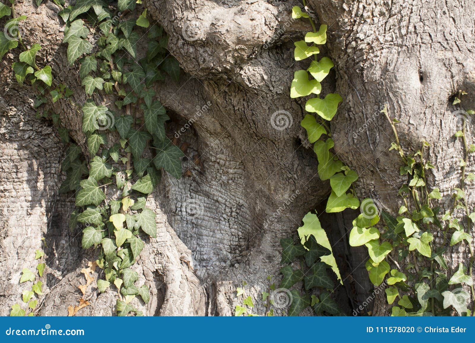 Old Powerful Tree Trunk of an Olive Tree Stock Photo - Image of nature ...