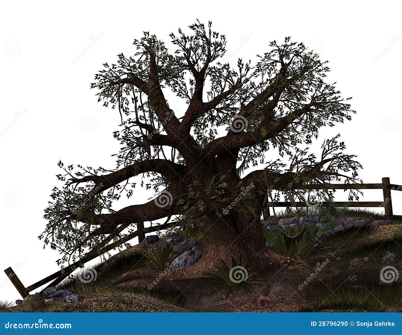 Old gnarled tree stock illustration. Illustration of gnarled - 28796290