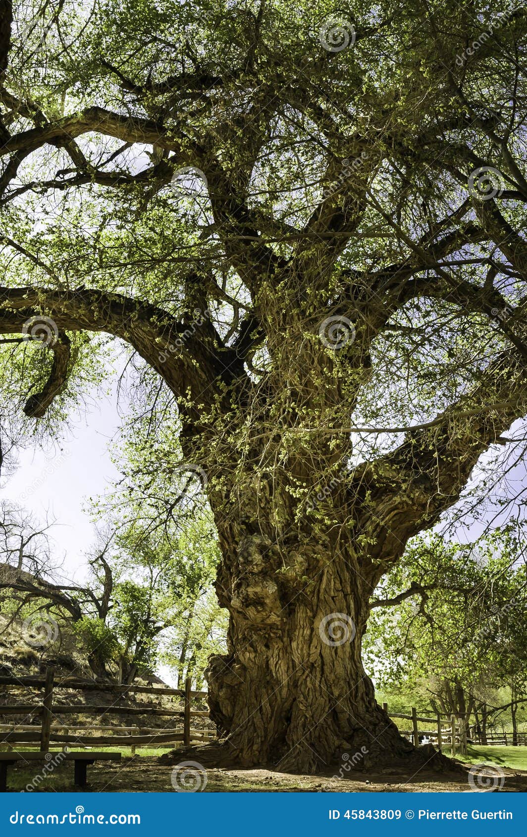 Old gnarled tree stock image. Image of gnarly, knotty - 45843809