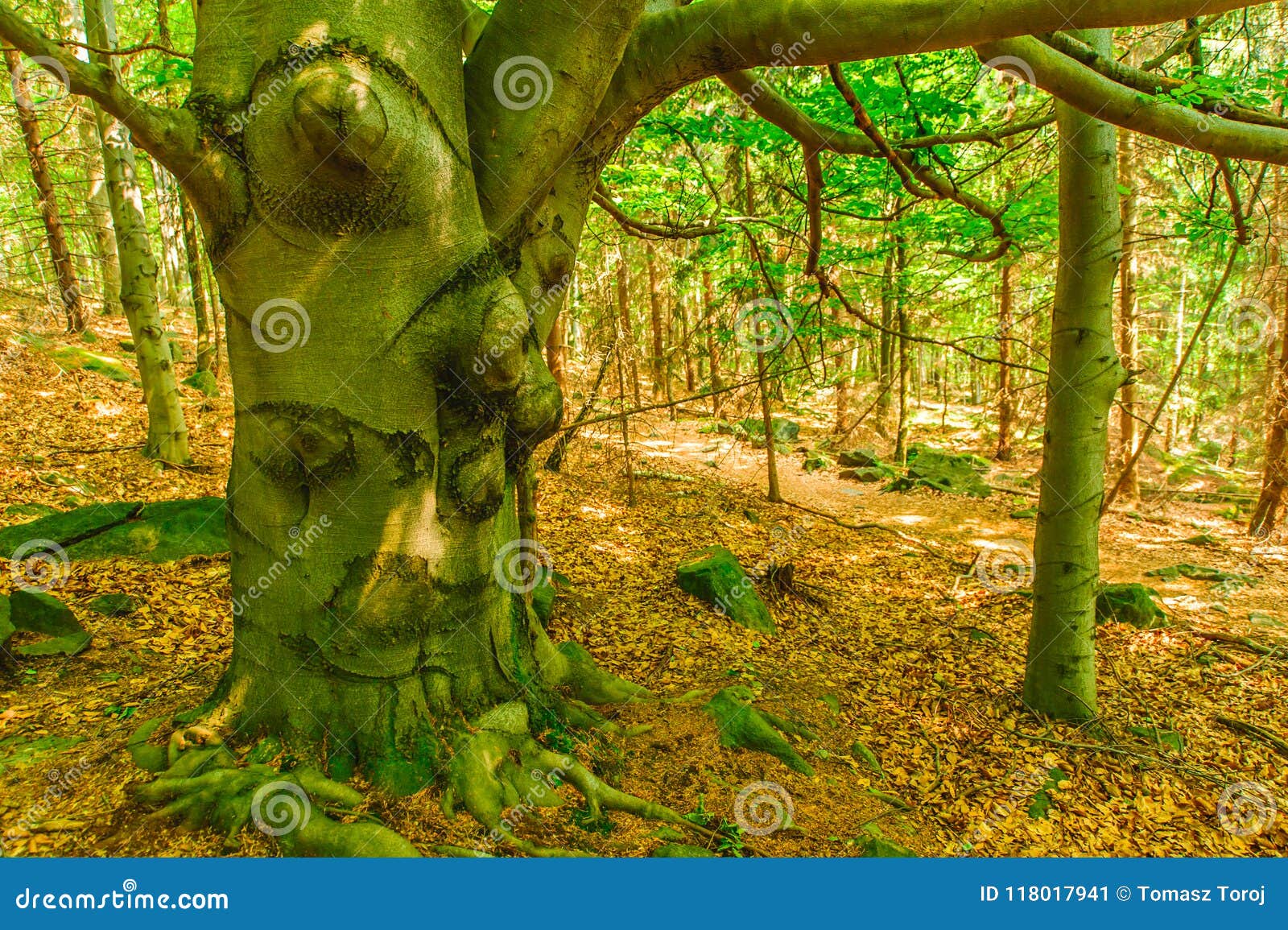 Old Gnarled Tree Growing in the Forest Stock Image - Image of scenic ...