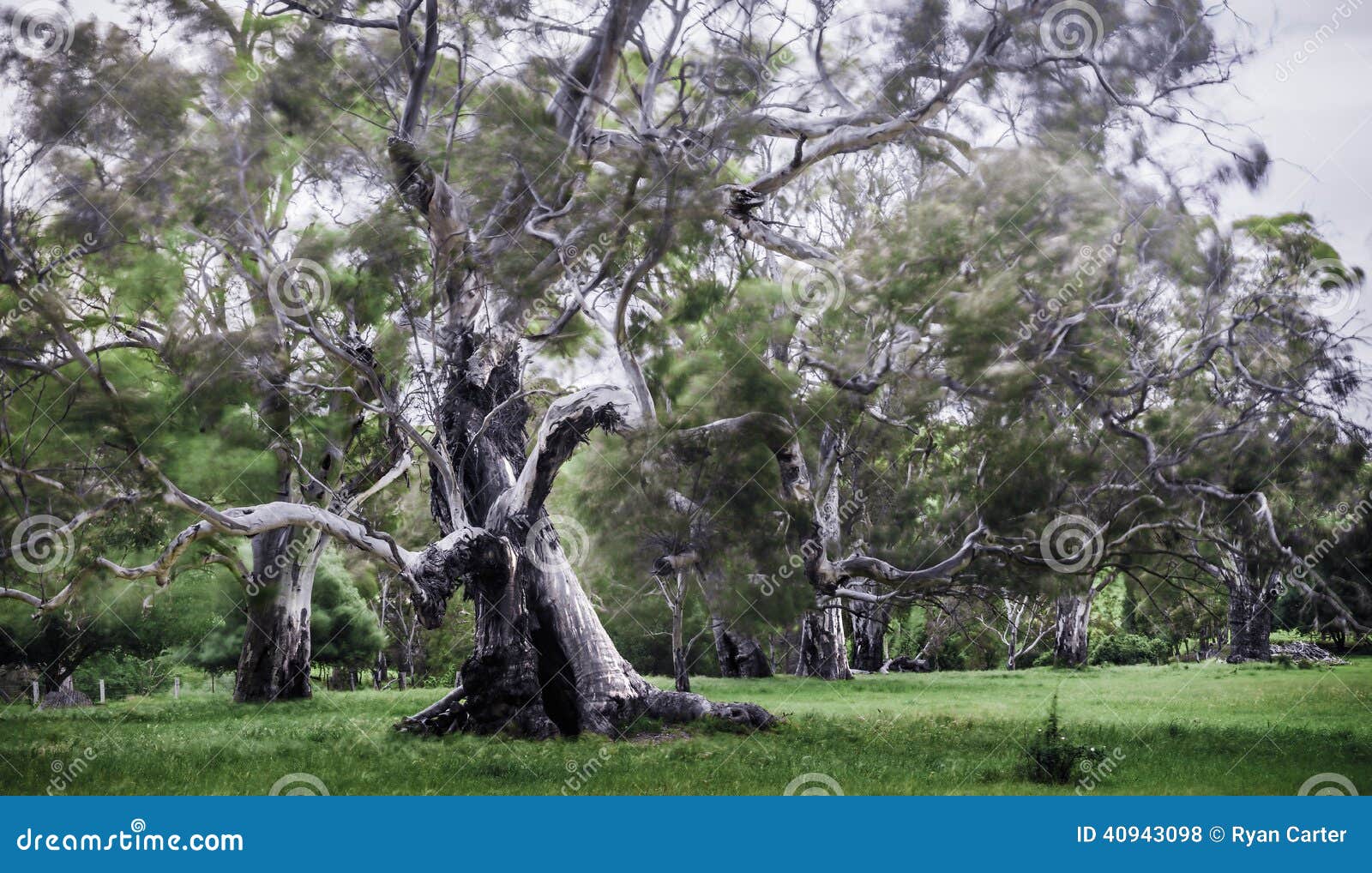 Old gnarled tree stock photo. Image of foliage, leaf - 40943098