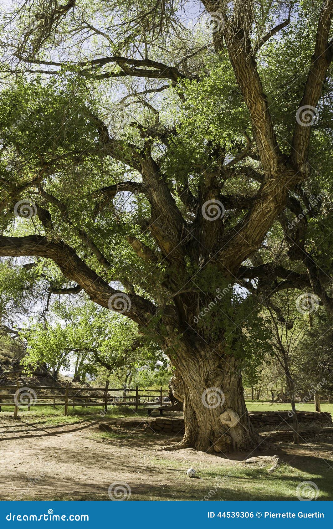 Old gnarled tree stock photo. Image of stump, utah, sands - 44539306