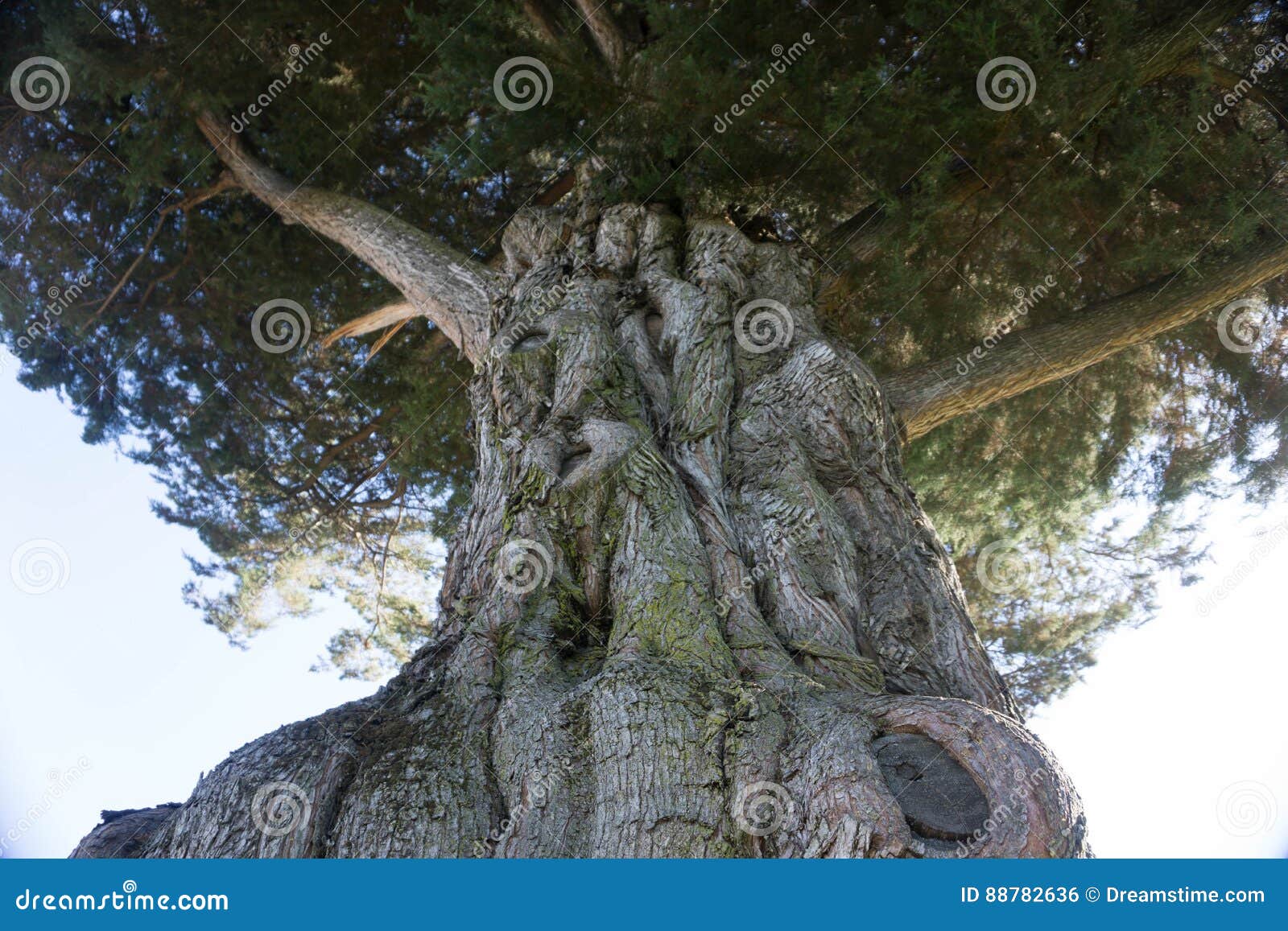 Old gnarled tree trunk stock photo. Image of giant, gnarled - 88782636