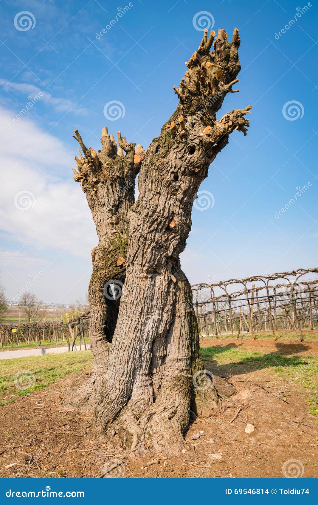 Old Gnarled and Twisted Mulberry Tree. Stock Photo - Image of ancient ...