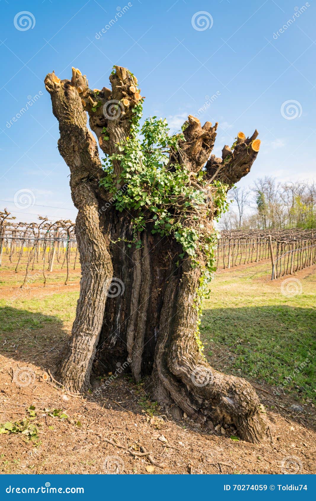 Old Gnarled and Twisted Mulberry Tree. Stock Image - Image of wood ...