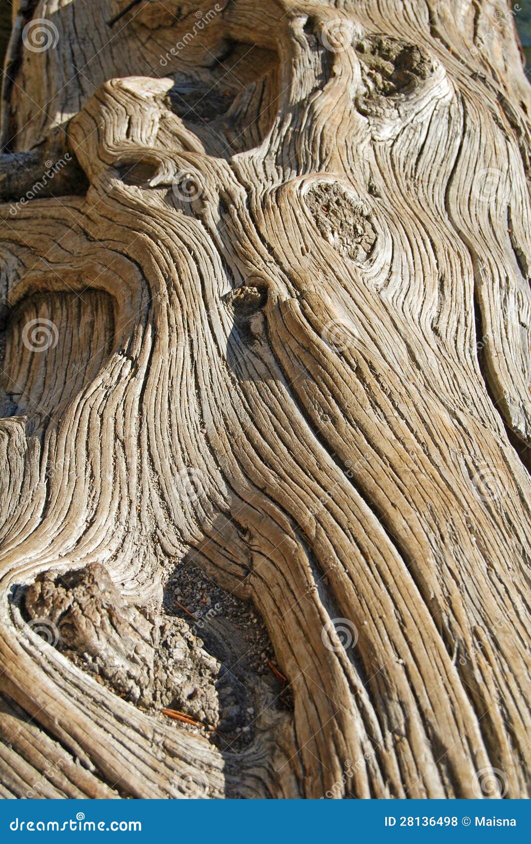 Old gnarled wood stock photo. Image of tree, close, gnarled - 28136498