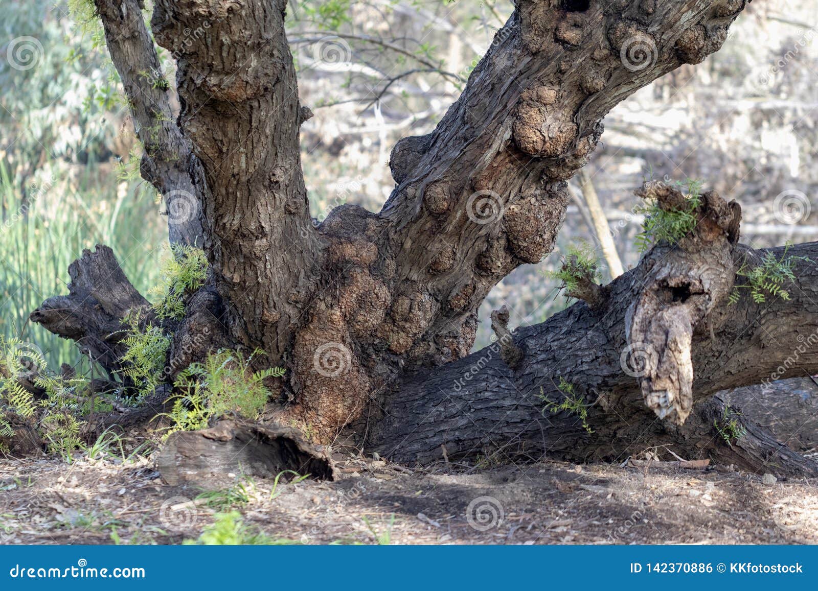 Gnarly old tree in a park stock photo. Image of park - 142370886