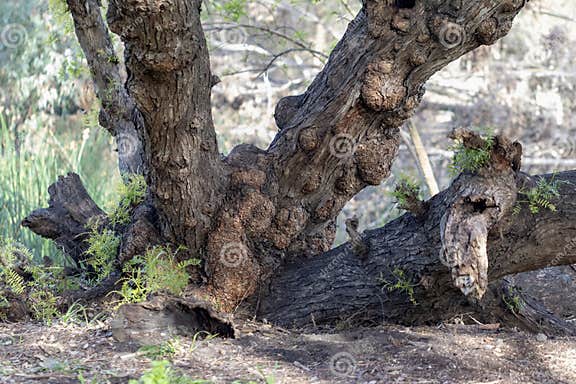 Gnarly old tree in a park stock photo. Image of park - 142370886