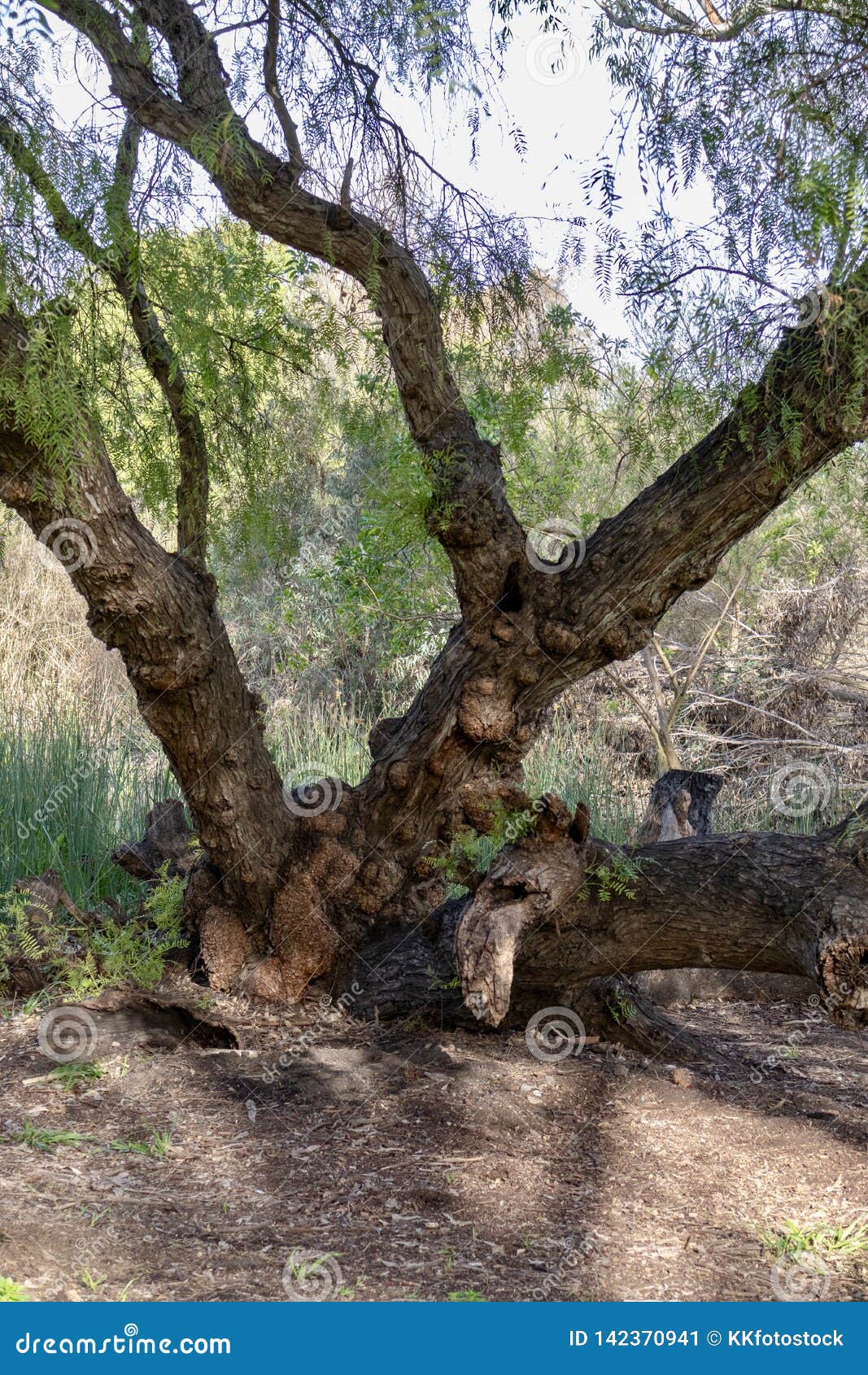 Gnarly old tree in a park stock image. Image of gnarly - 142370941