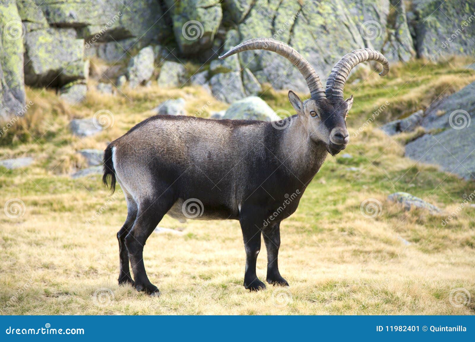 Old goat stock image. Image of avila, goat, mountain - 11982401