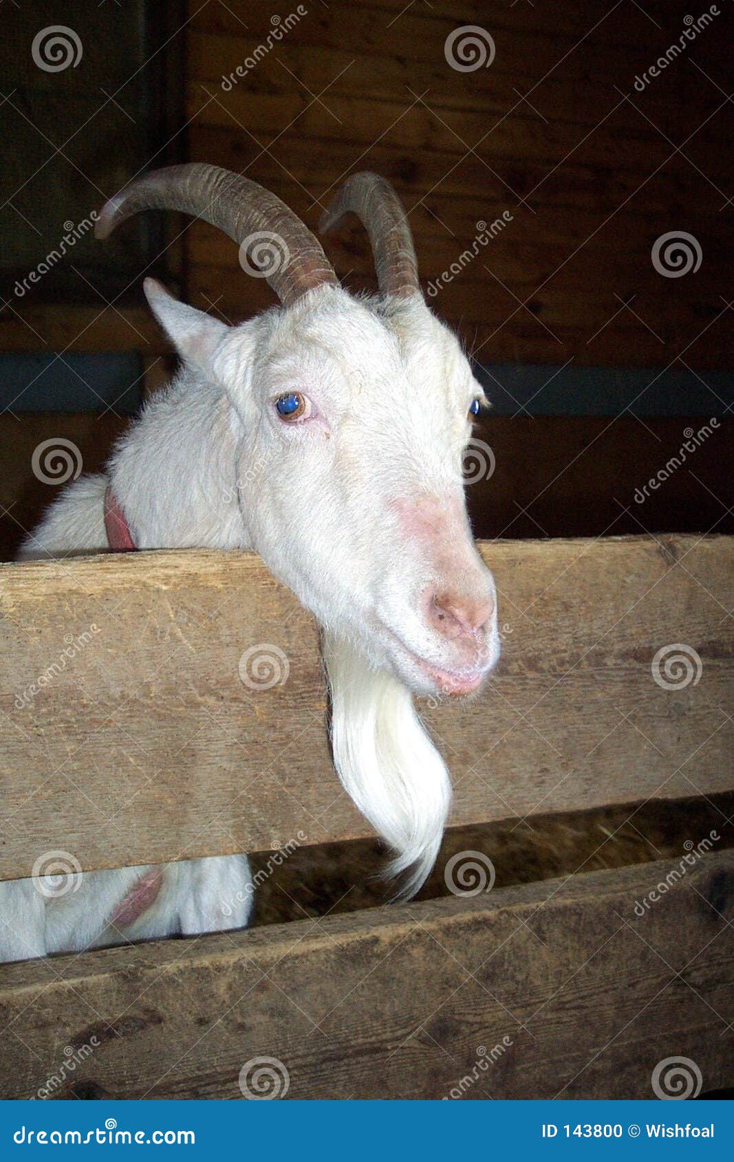 Old Goat Picture. Image: 143800
