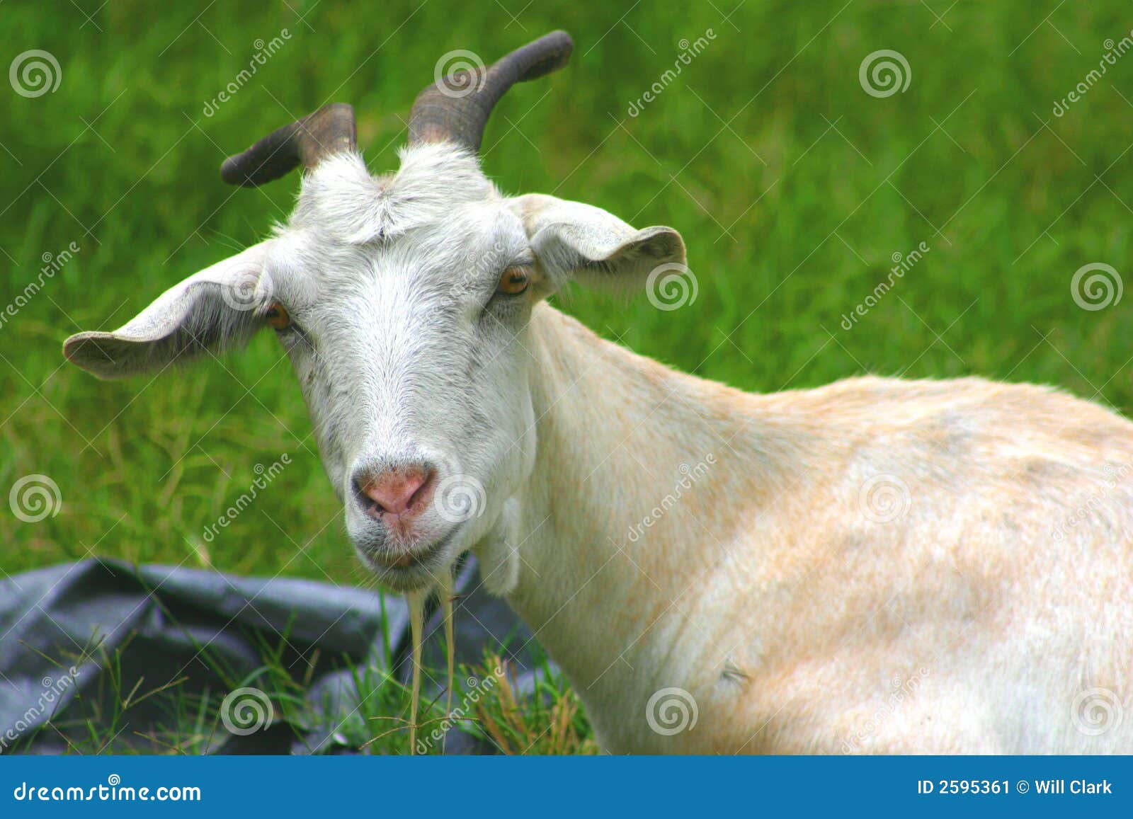 Old Goat stock image. Image of white, rural, animal, farm - 2595361