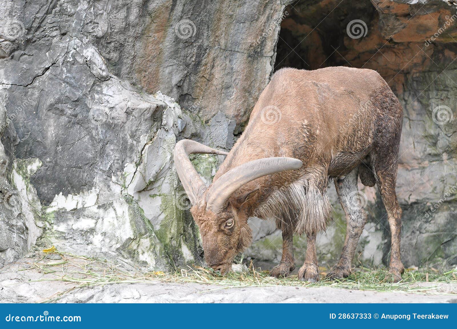 Old Goat stock image. Image of child, joke, innocence - 28637333
