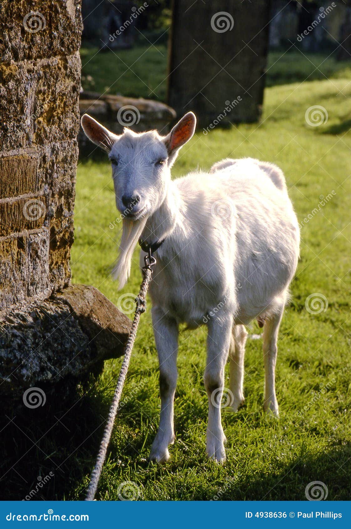 Old Goat stock photo. Image of cutter, nature, short, sharp - 4938636