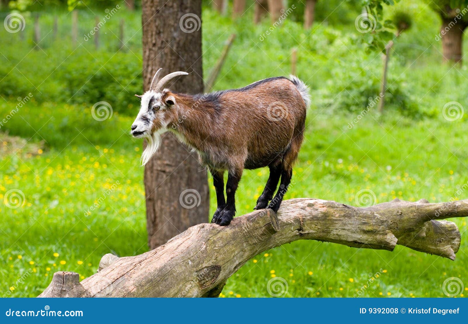 Old goat stock photo. Image of livestock, lawn, animal - 9392008