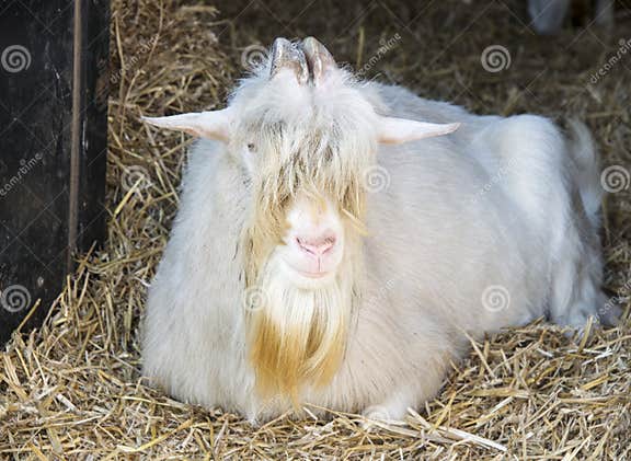 Old goat on the farm stock photo. Image of hairy, wildlife - 29673886