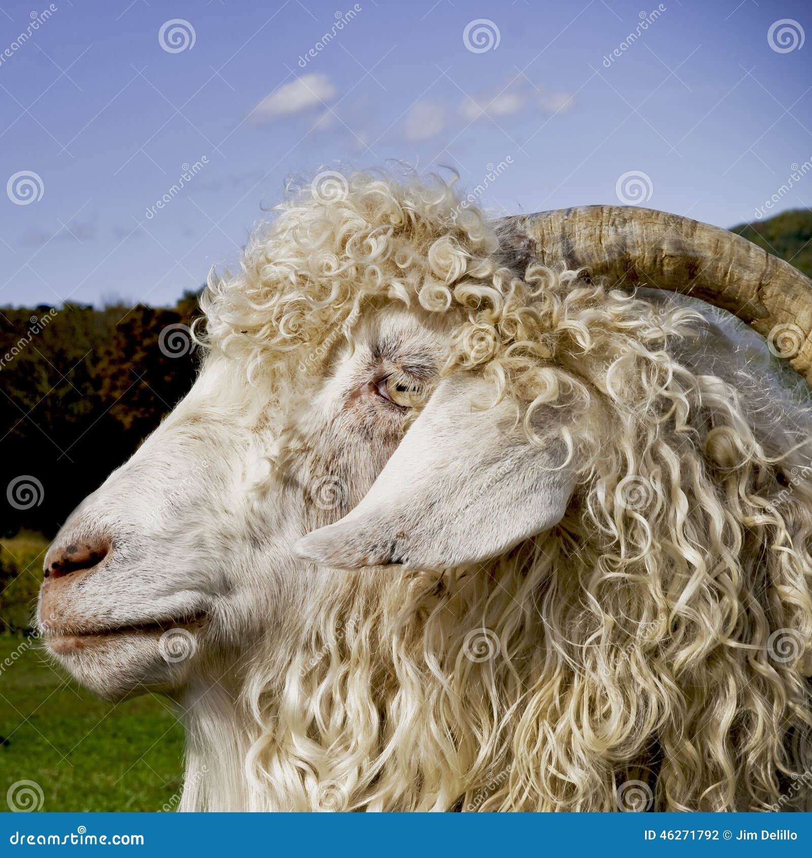 Old Goat stock photo. Image of square, curly, animal - 46271792