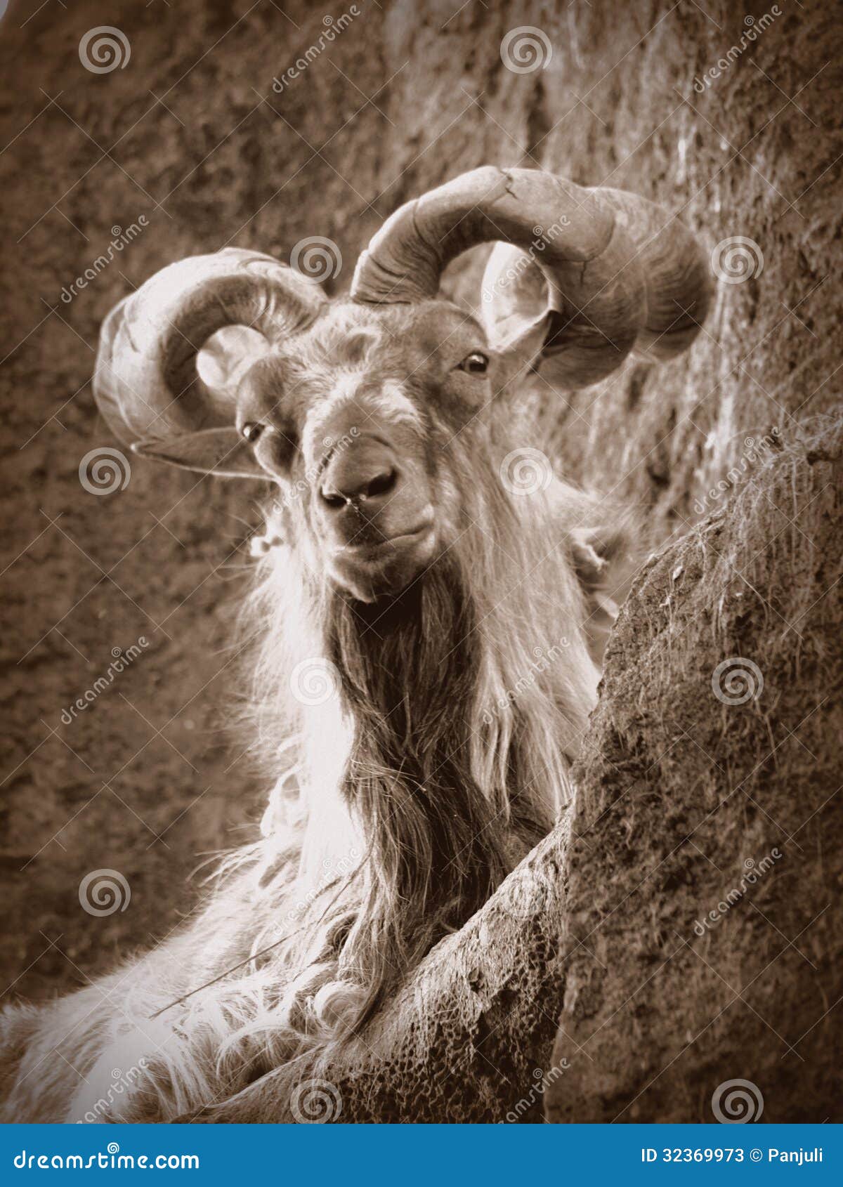 Old goat stock image. Image of rock, suggestive, goat - 32369973