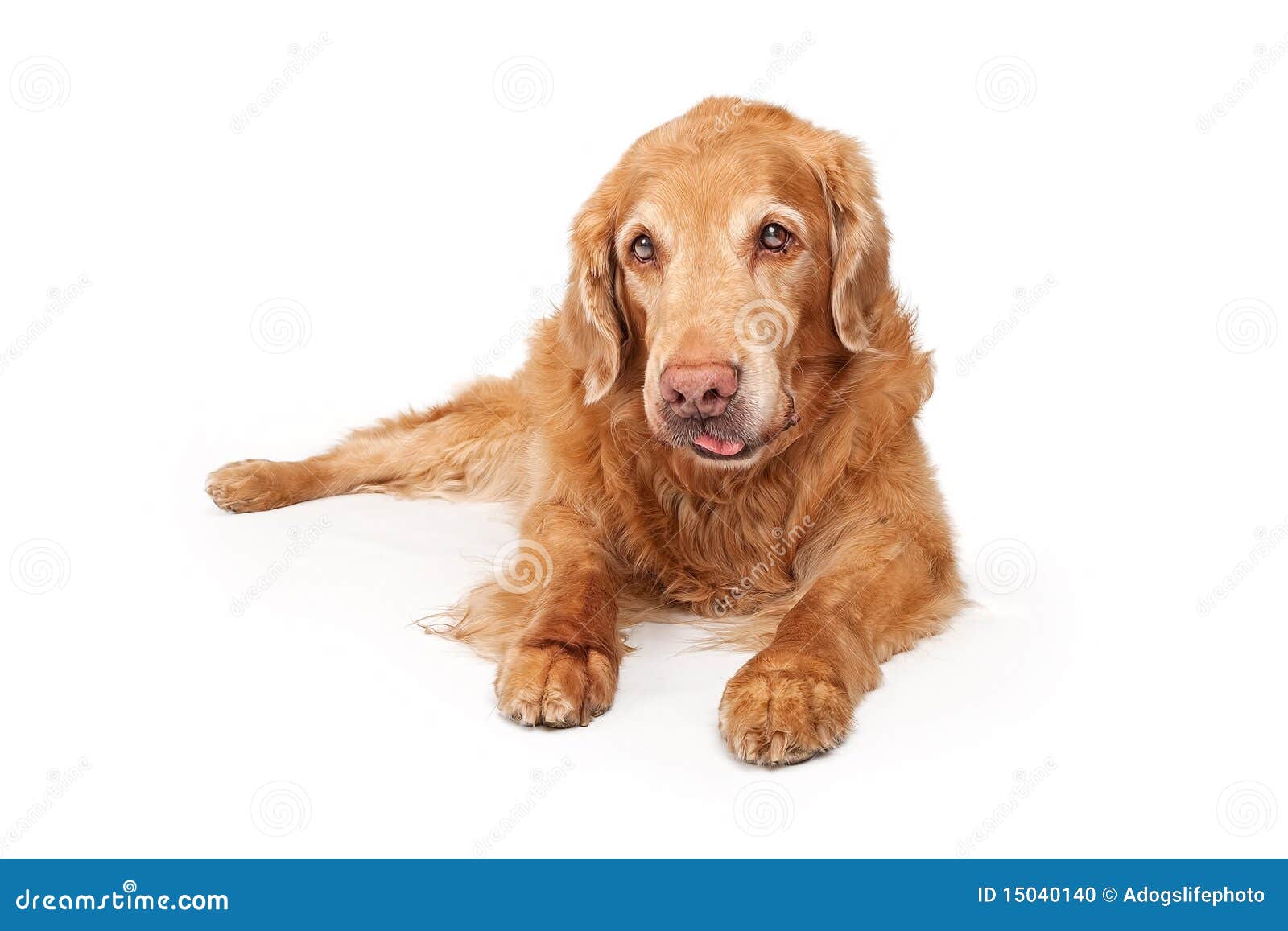 Golden Retriever Jumping A Straw Bale With An Orange Dummy Royalty-Free ...