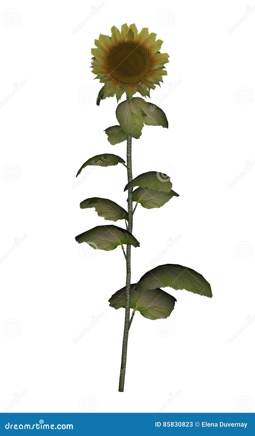 Old Golden Sunflower - 3D Render Stock Illustration - Illustration of ...