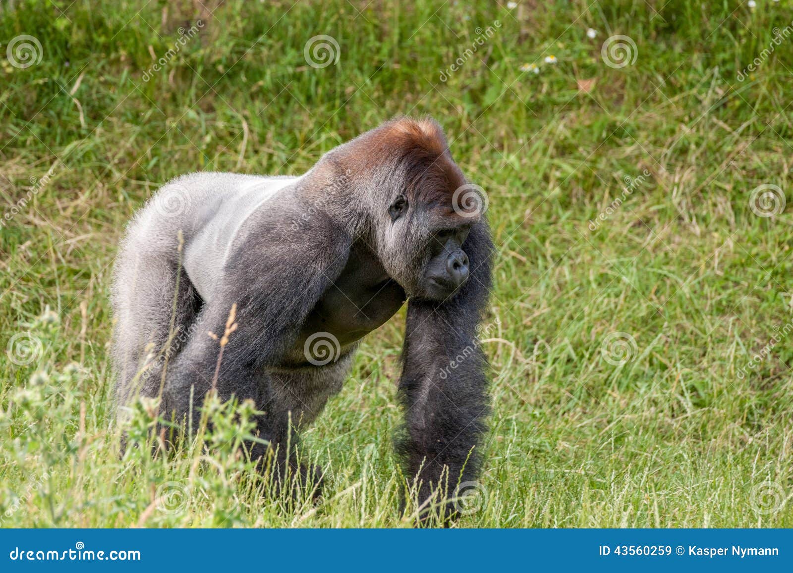 Old gorilla stock image. Image of gorilla, maskulin, adult - 43560259