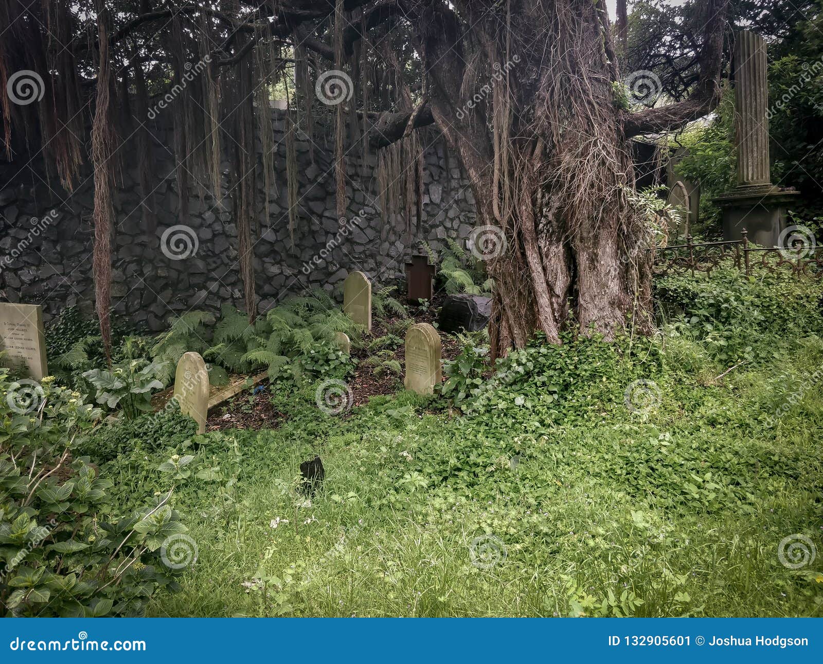 Spooky Graveyard with Overgrowth, Wellington New Zealand. Stock Image ...