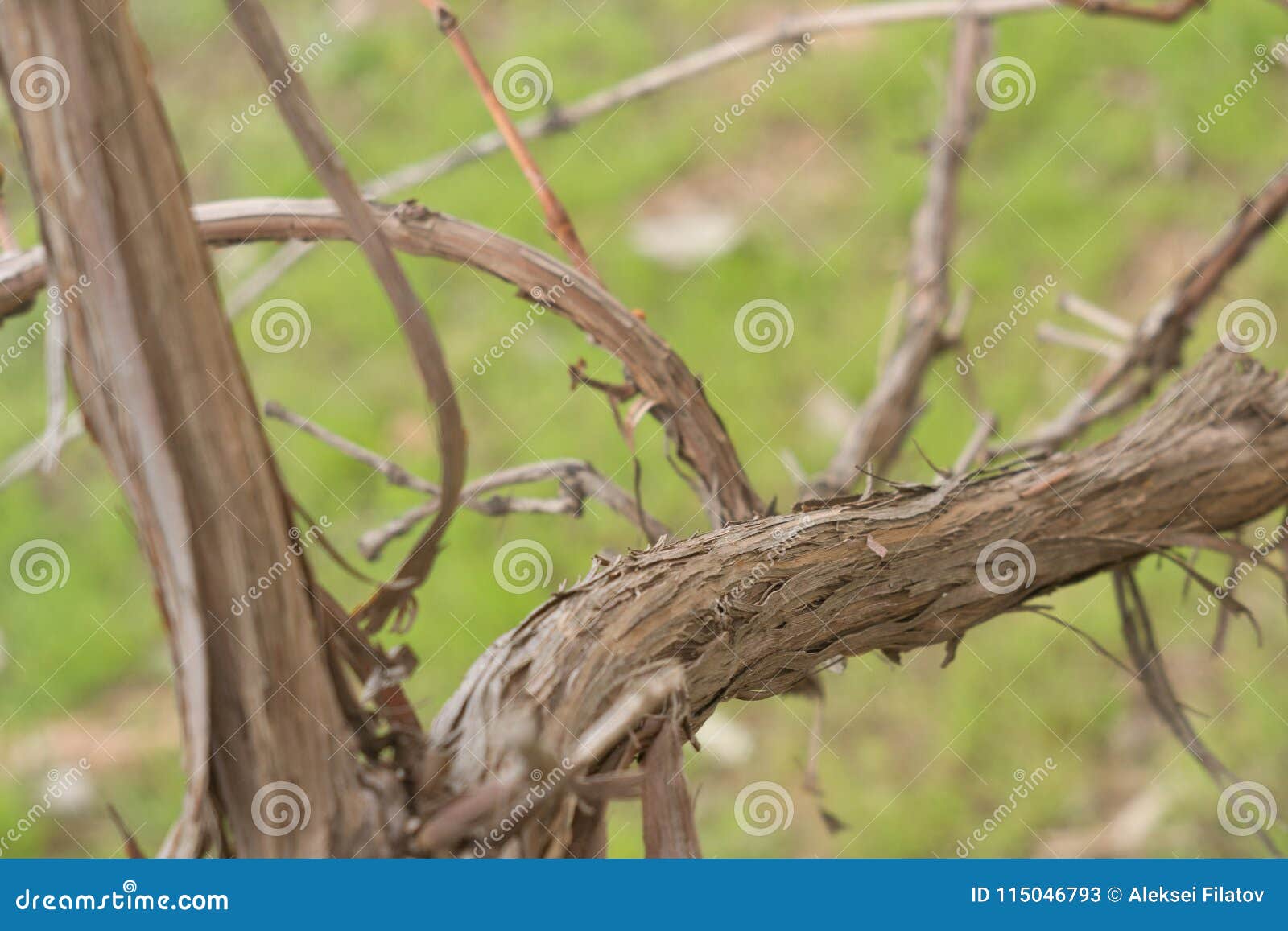 Red Grape With Stem Stock Photography | CartoonDealer.com #131480084