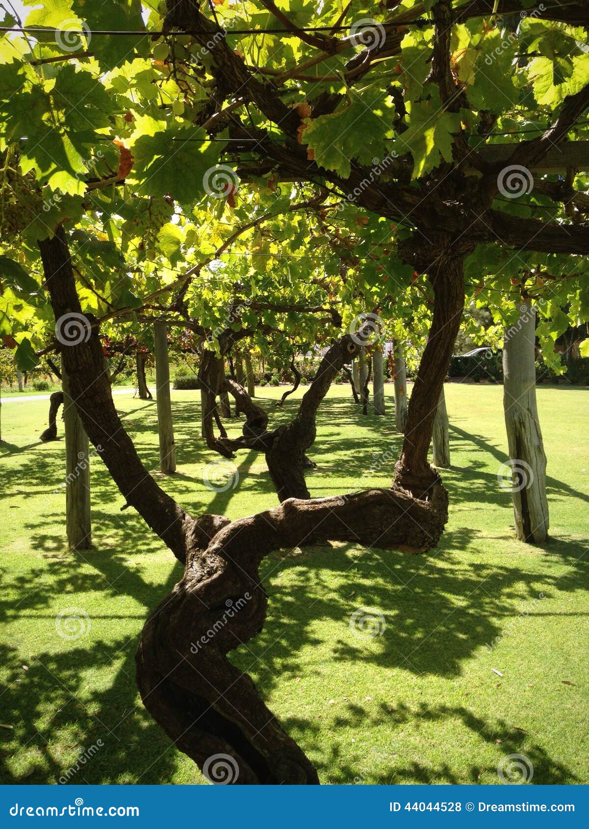 Old grape tree stock photo. Image of leaves, australia - 44044528