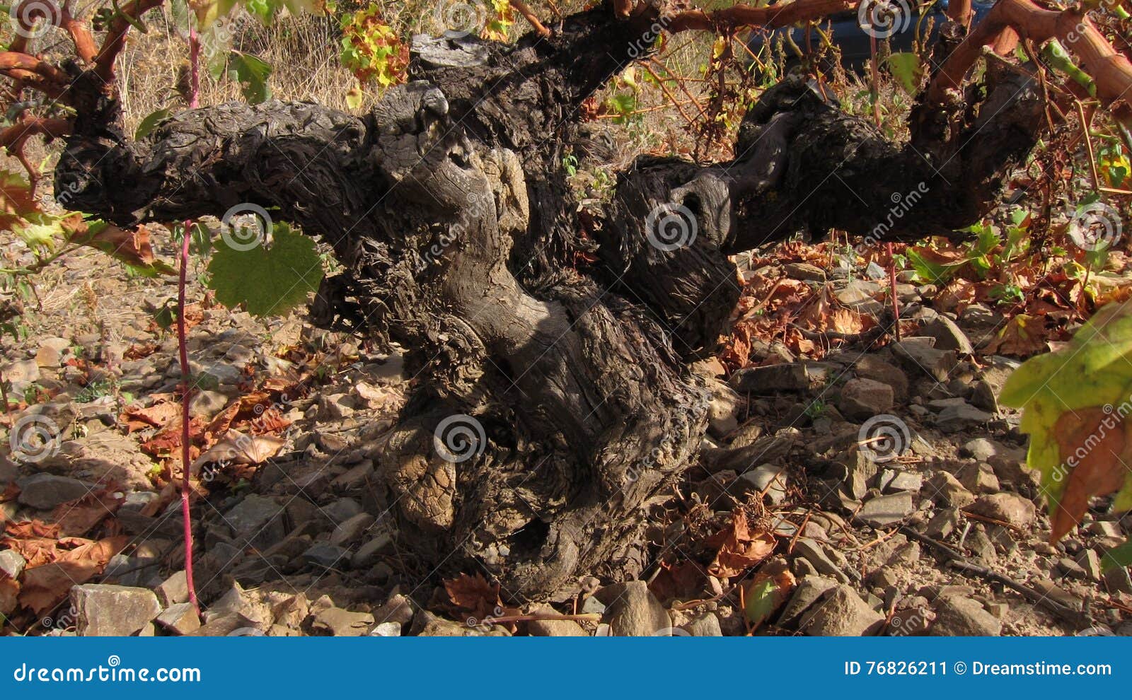 Old grape vine stock image. Image of spainish, vineyard - 76826211